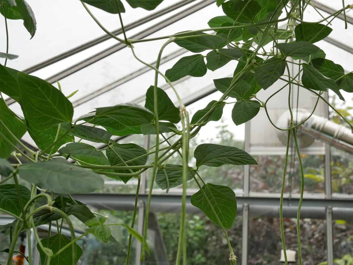 Kousenband - Diana's mooie moestuin