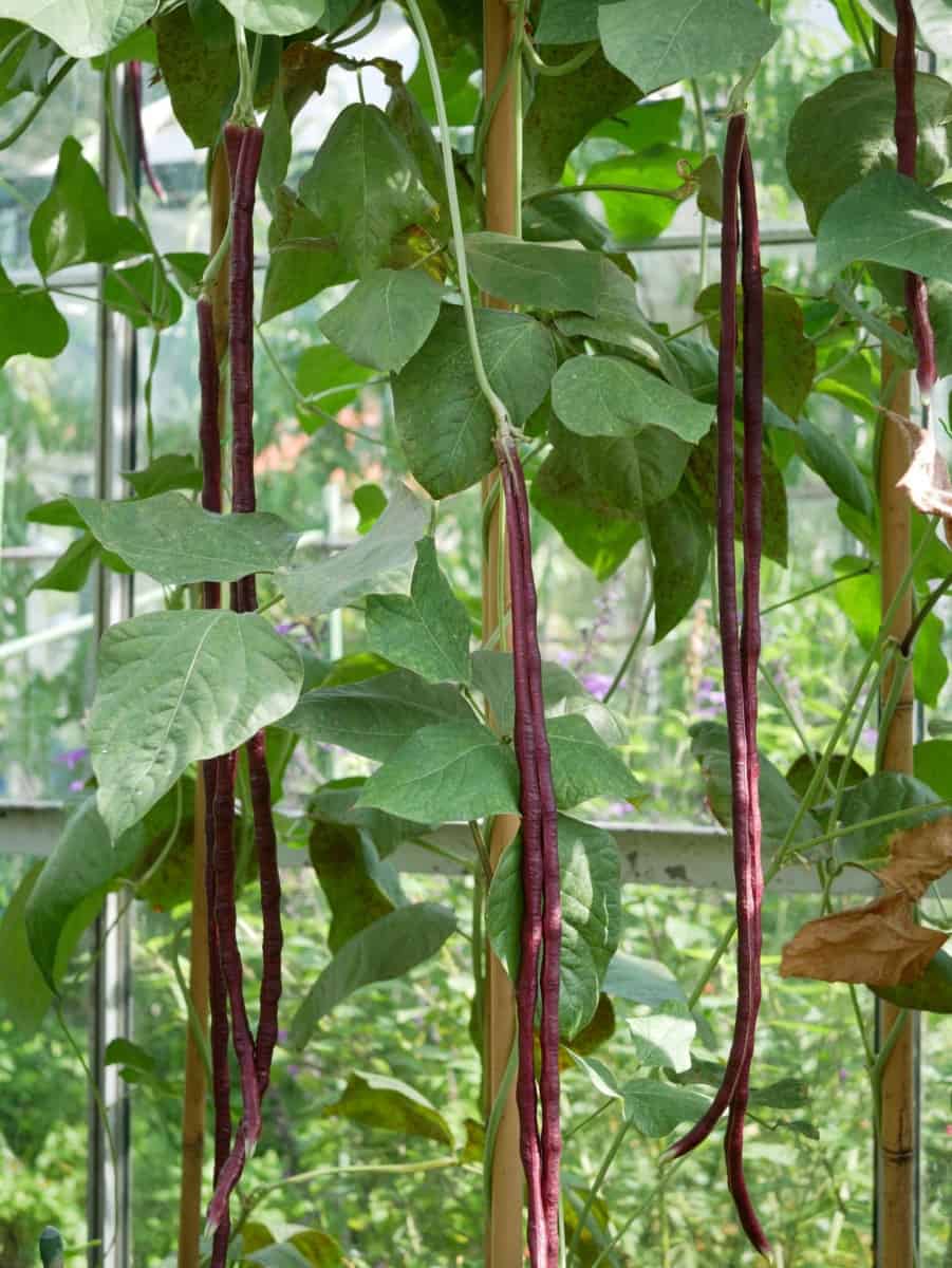 Kousenband - Diana's mooie moestuin