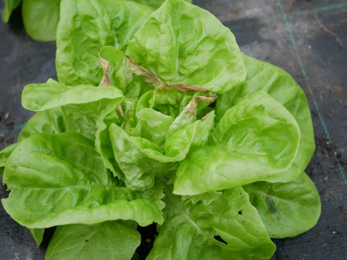 Andijvie - Diana's mooie moestuin