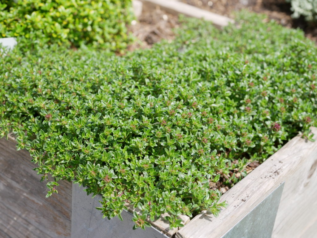 Tijm - Diana's mooie moestuin