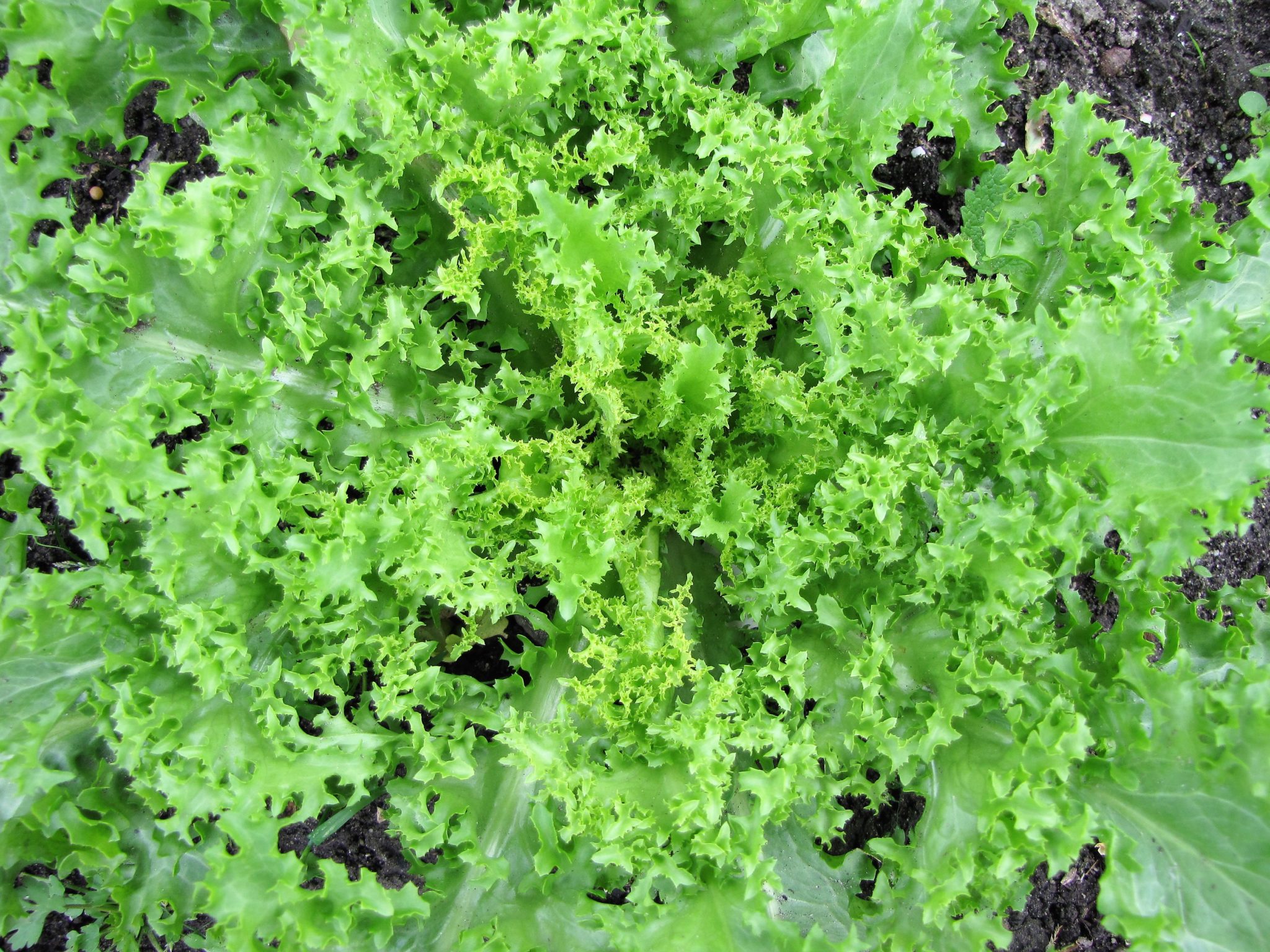 Andijvie - Diana's mooie moestuin