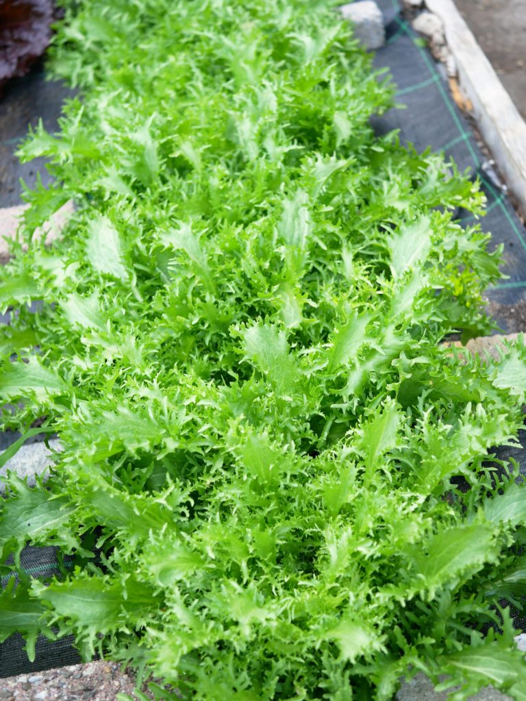 Andijvie - Diana's mooie moestuin