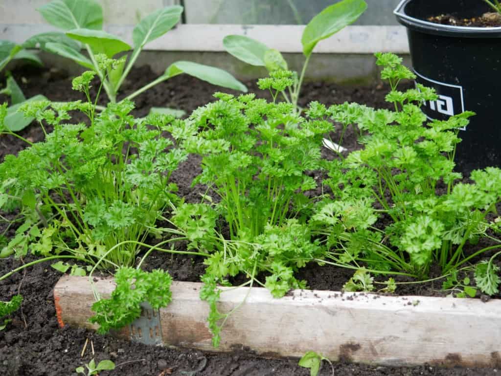Peterselie - Diana's mooie moestuin