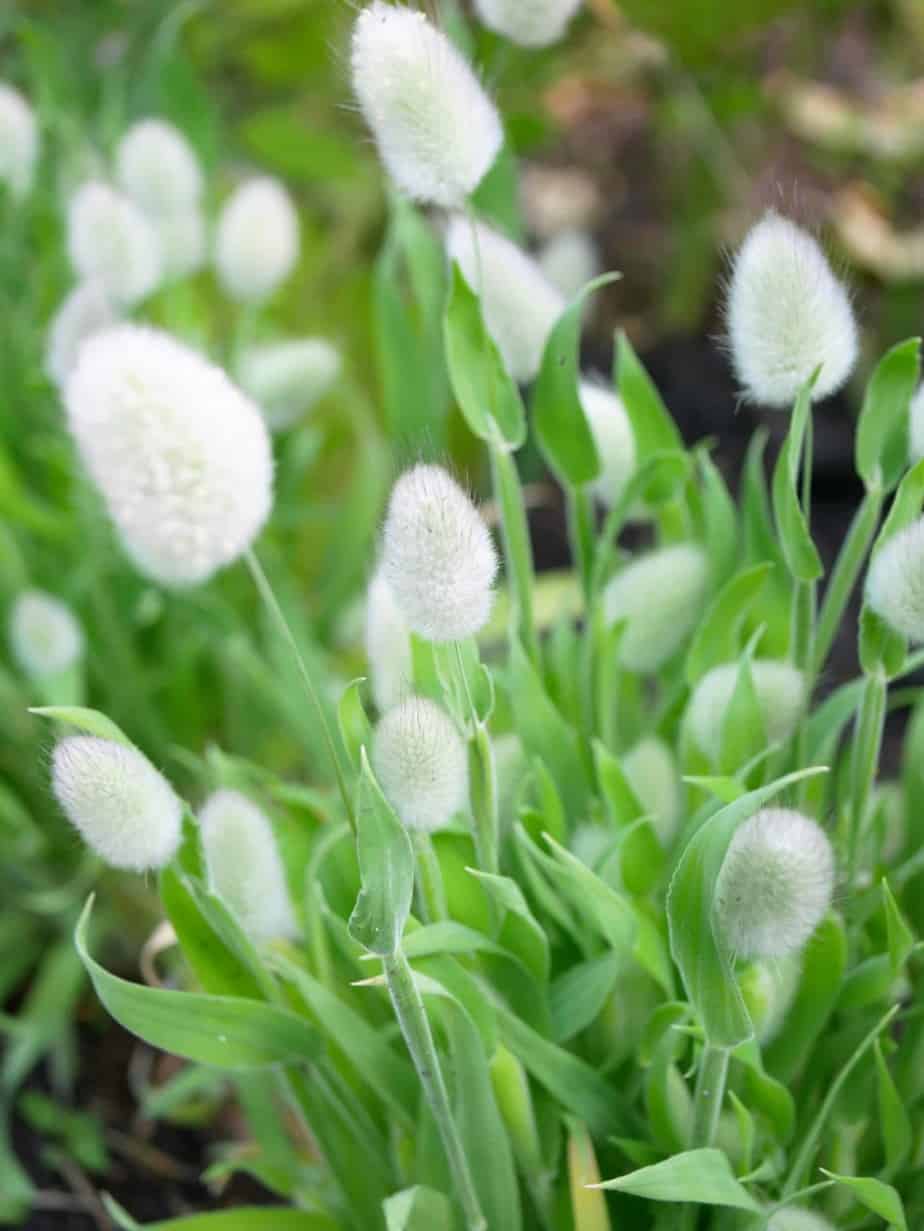 Lagurus ovatus - Diana's mooie moestuin
