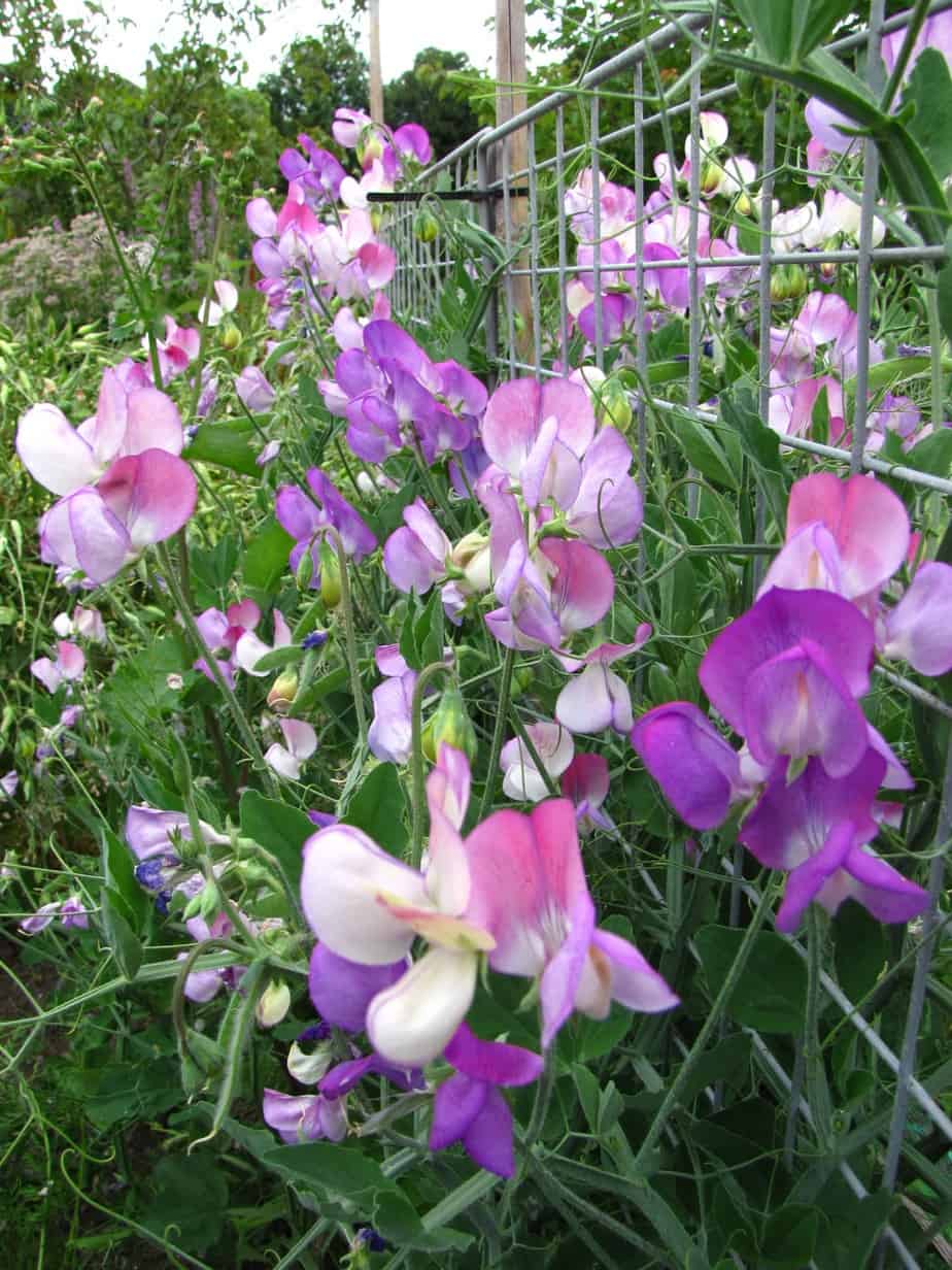 Lathyrus Bloemen - Bloemen