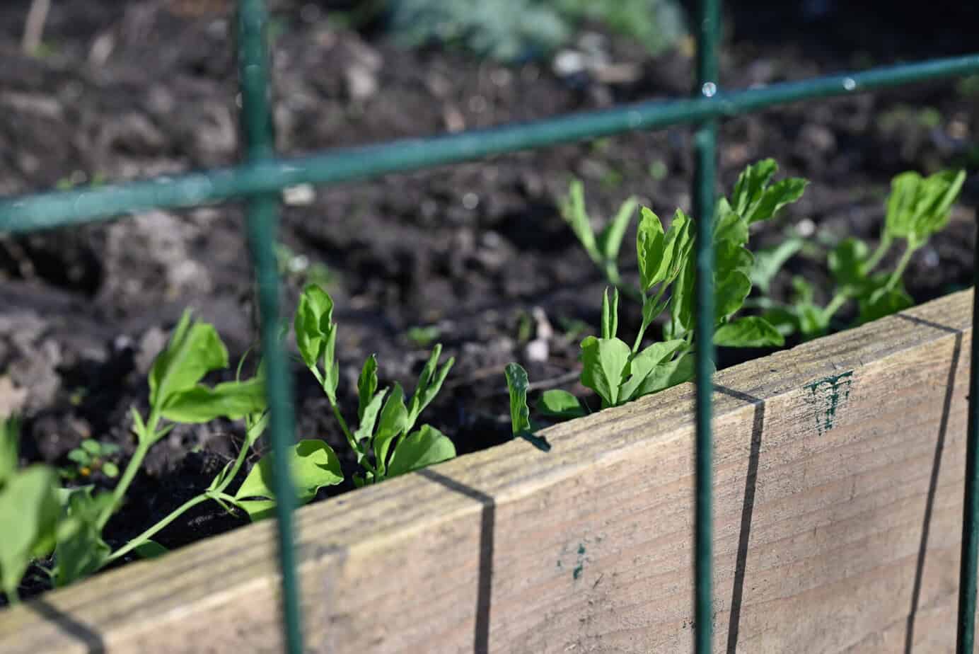 Ontploft - Diana's mooie moestuin