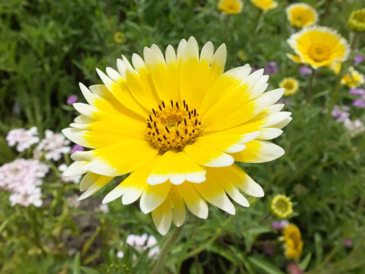 Layia platyglossa - Diana's mooie moestuin