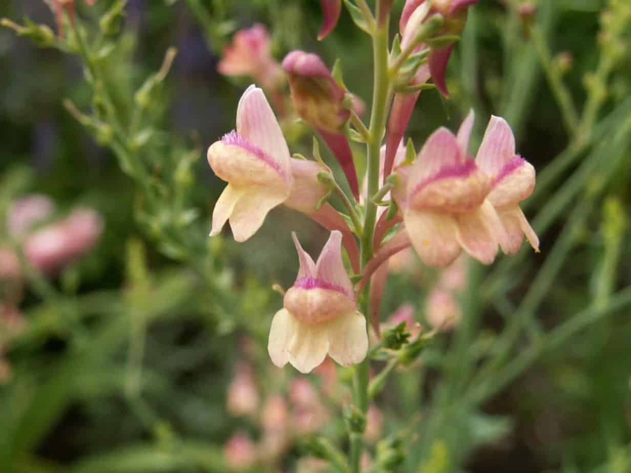 Linaria - Diana's mooie moestuin