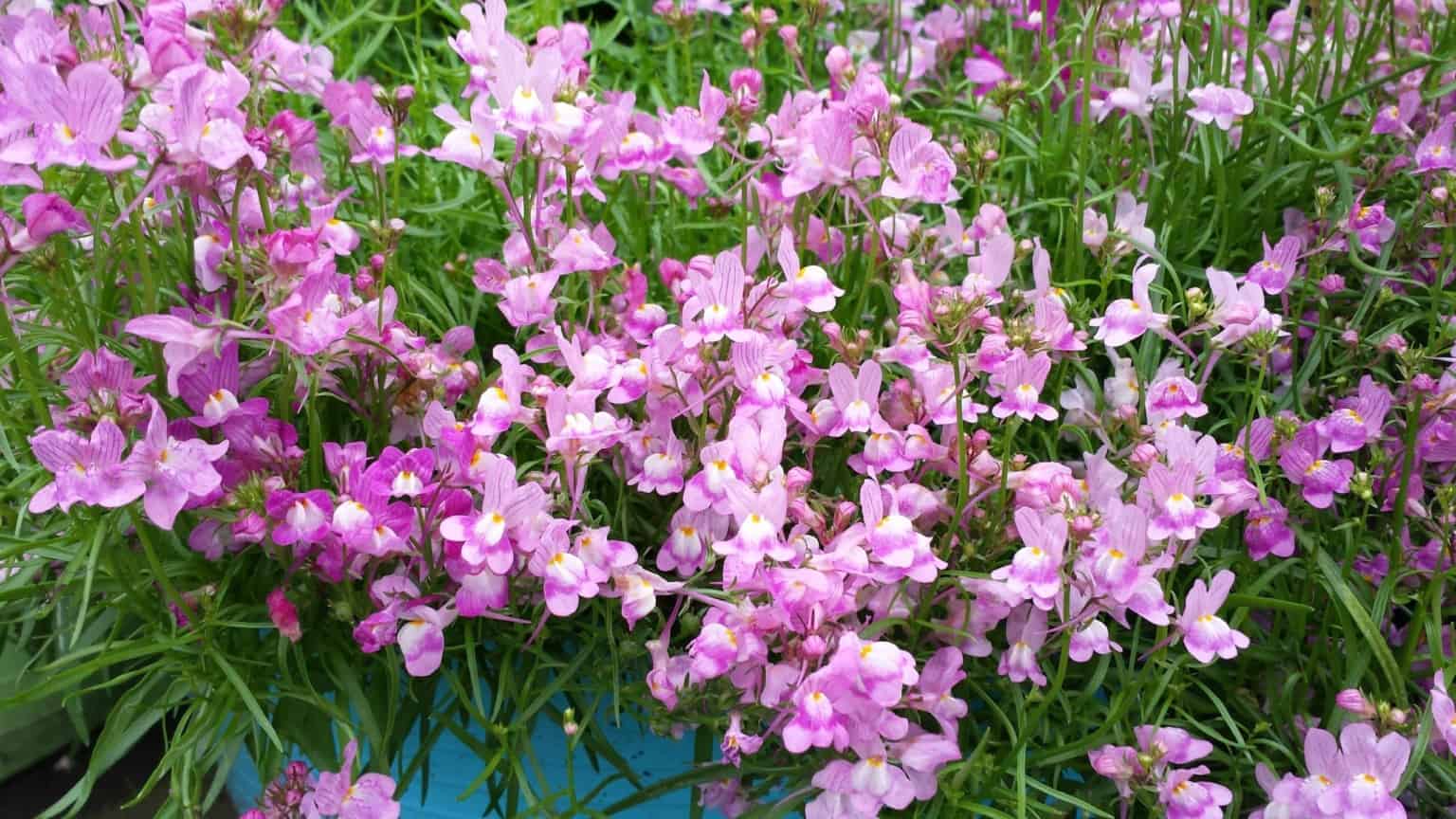 Linaria - Diana's mooie moestuin