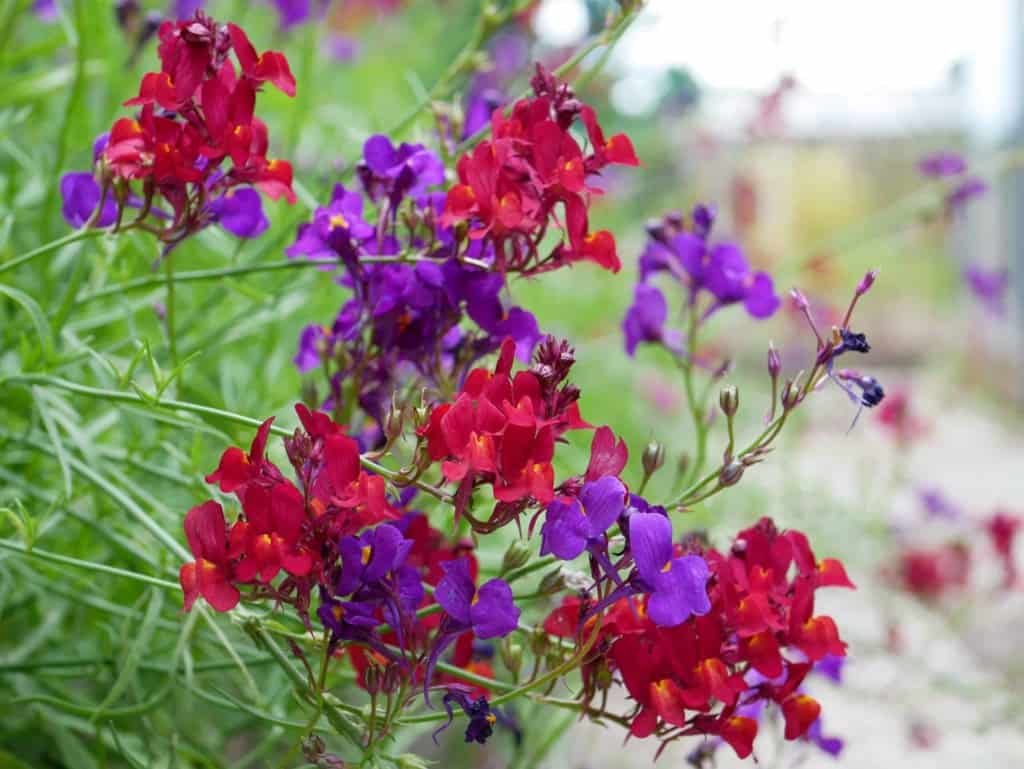 Linaria - Diana's mooie moestuin