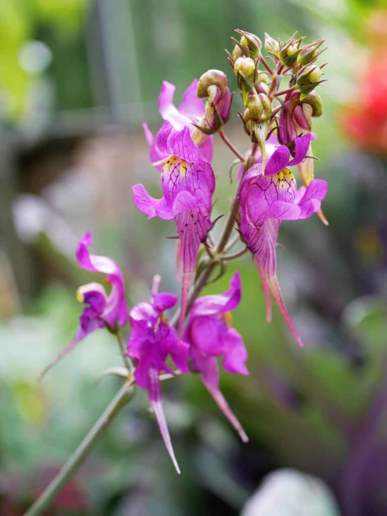 Linaria - Diana's mooie moestuin