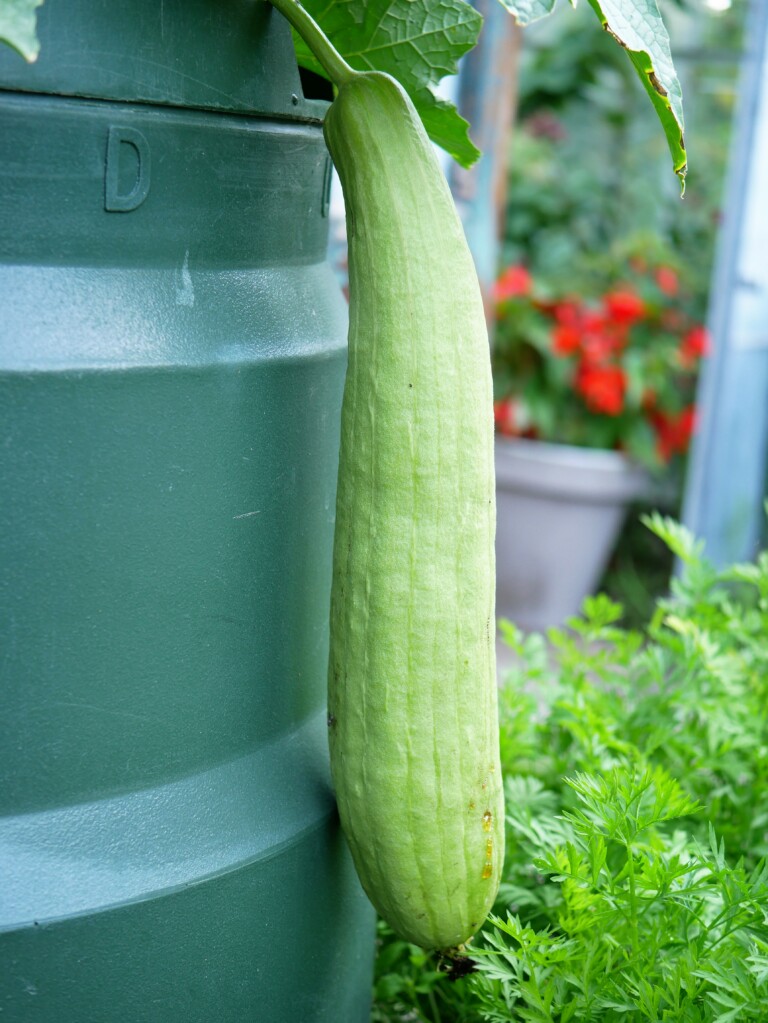 Luffa - Diana's mooie moestuin