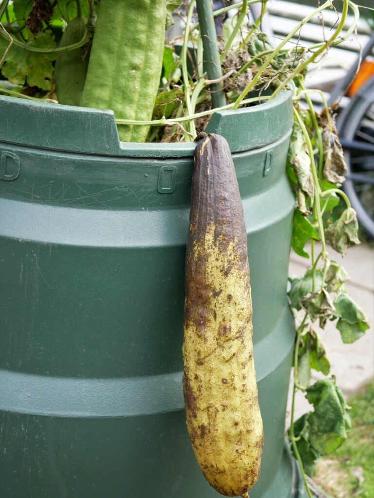 Luffa - Diana's mooie moestuin