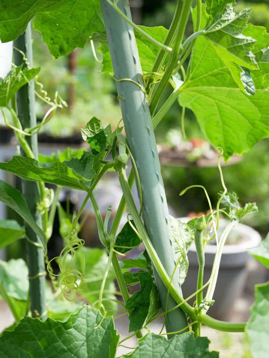 Luffa - Diana's mooie moestuin