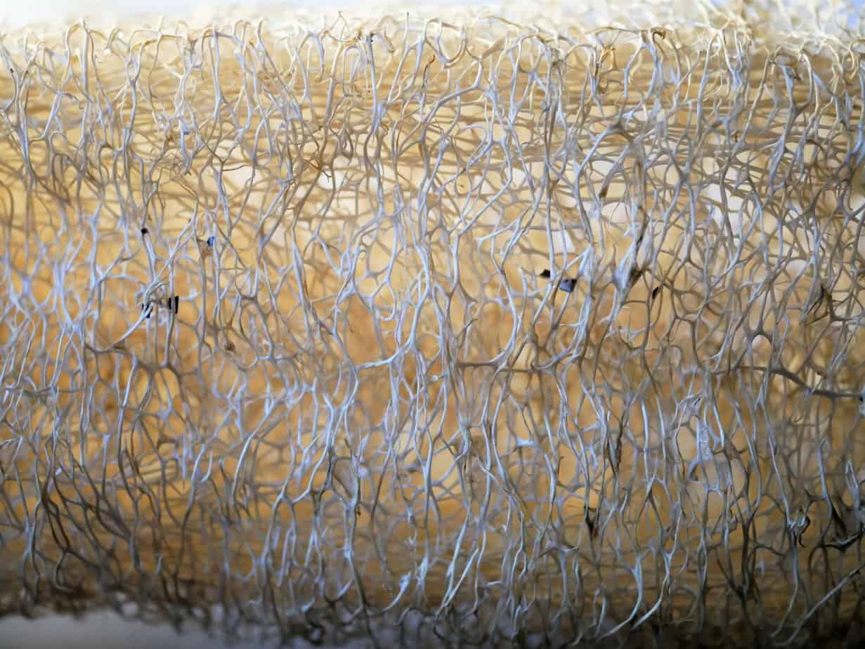 Luffa - Diana's mooie moestuin