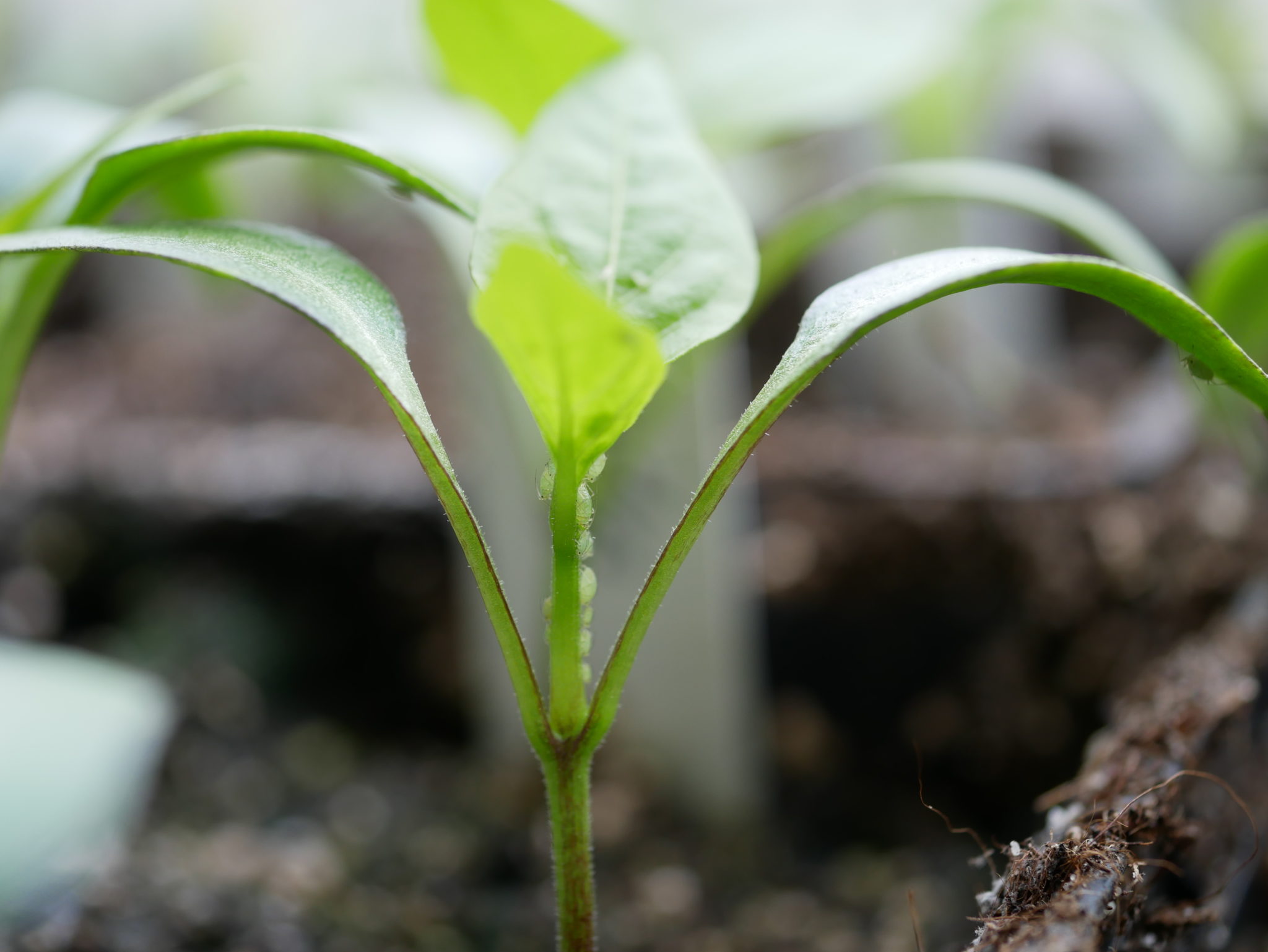Luizen - Diana's mooie moestuin