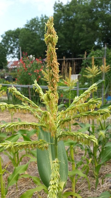 Maïs - Diana's mooie moestuin