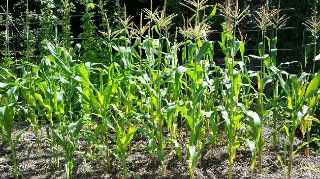 Maïs - Diana's mooie moestuin