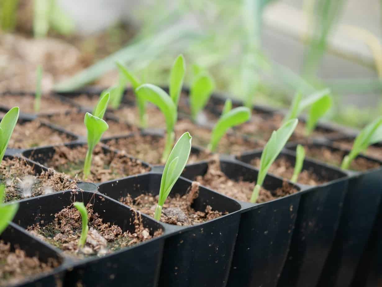 Eindelijk een goede zaaitray - Diana's mooie moestuin