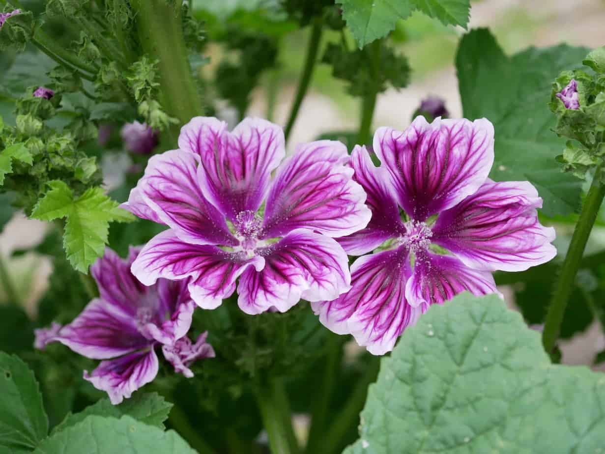 Malva sylvestris - Diana's mooie moestuin