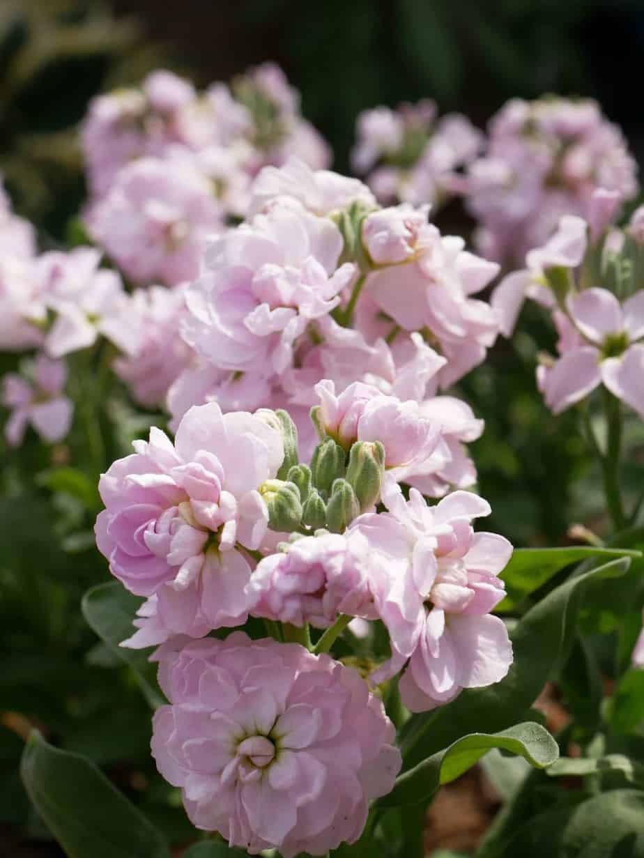 Matthiola - Diana's mooie moestuin