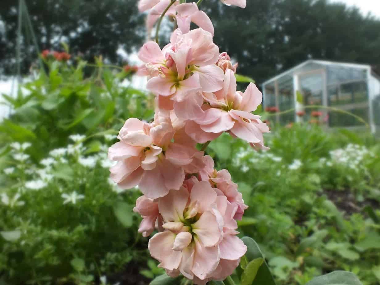 Matthiola - Diana's mooie moestuin