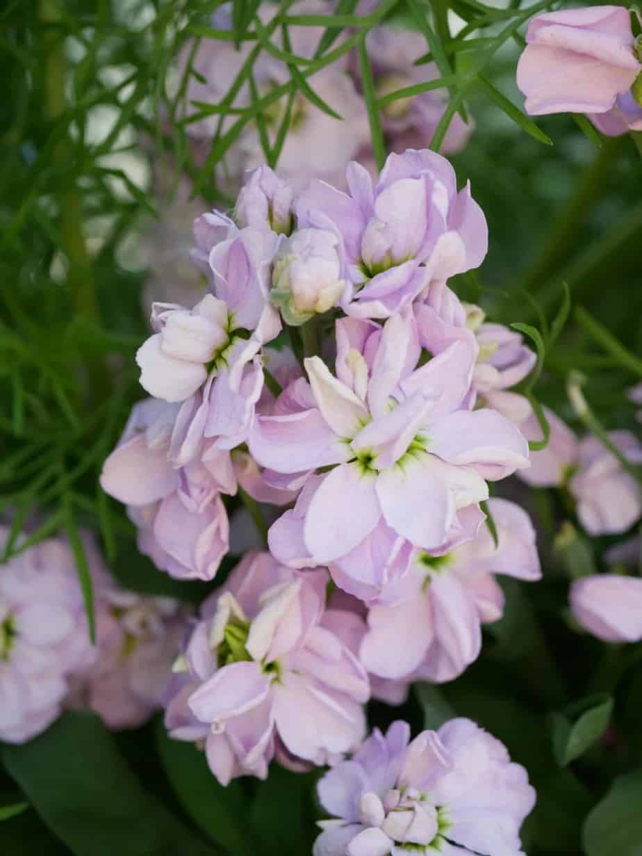 Matthiola - Diana's mooie moestuin