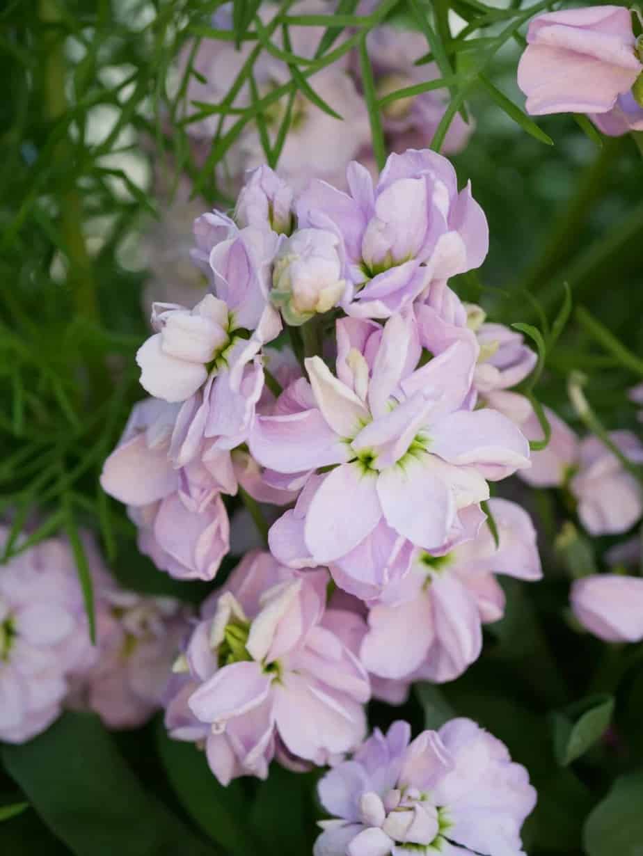 Matthiola - Diana's mooie moestuin