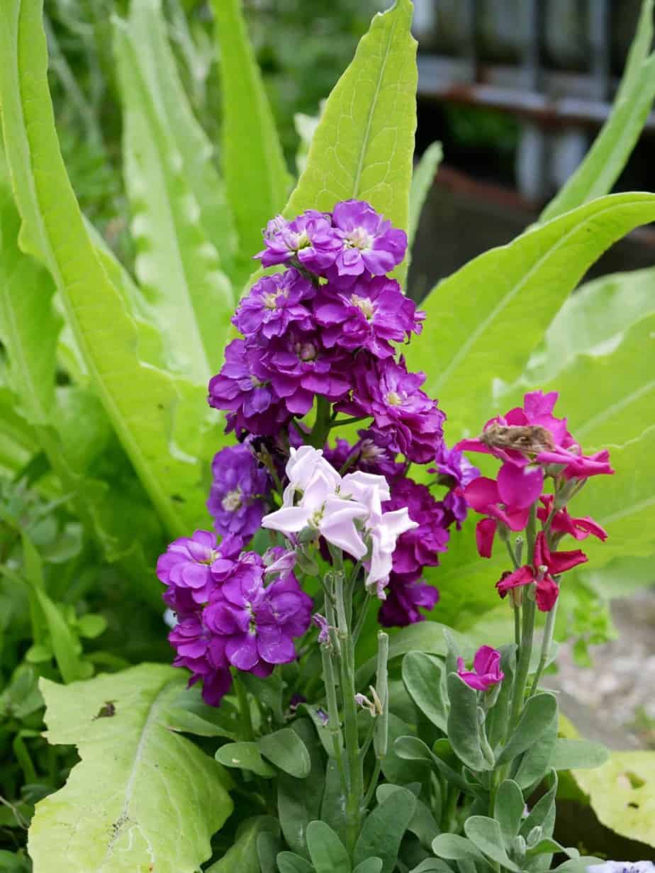 Matthiola - Diana's mooie moestuin