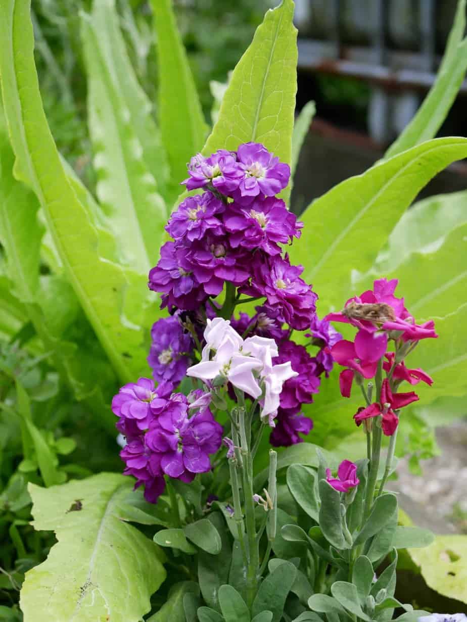 Matthiola - Diana's mooie moestuin