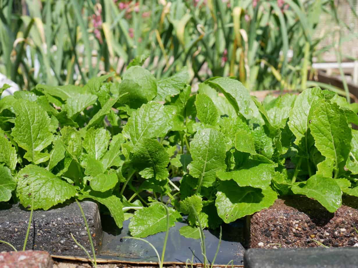 Raap - Diana's mooie moestuin