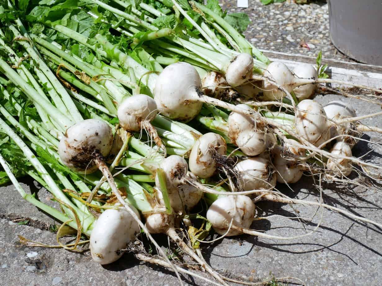 Raap - Diana's mooie moestuin