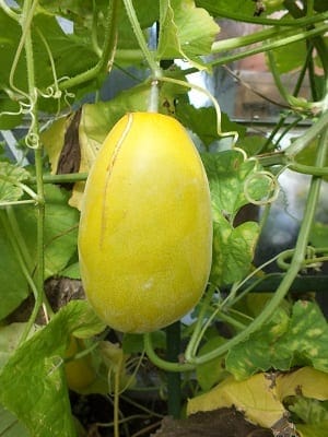 Meloen - Diana's mooie moestuin