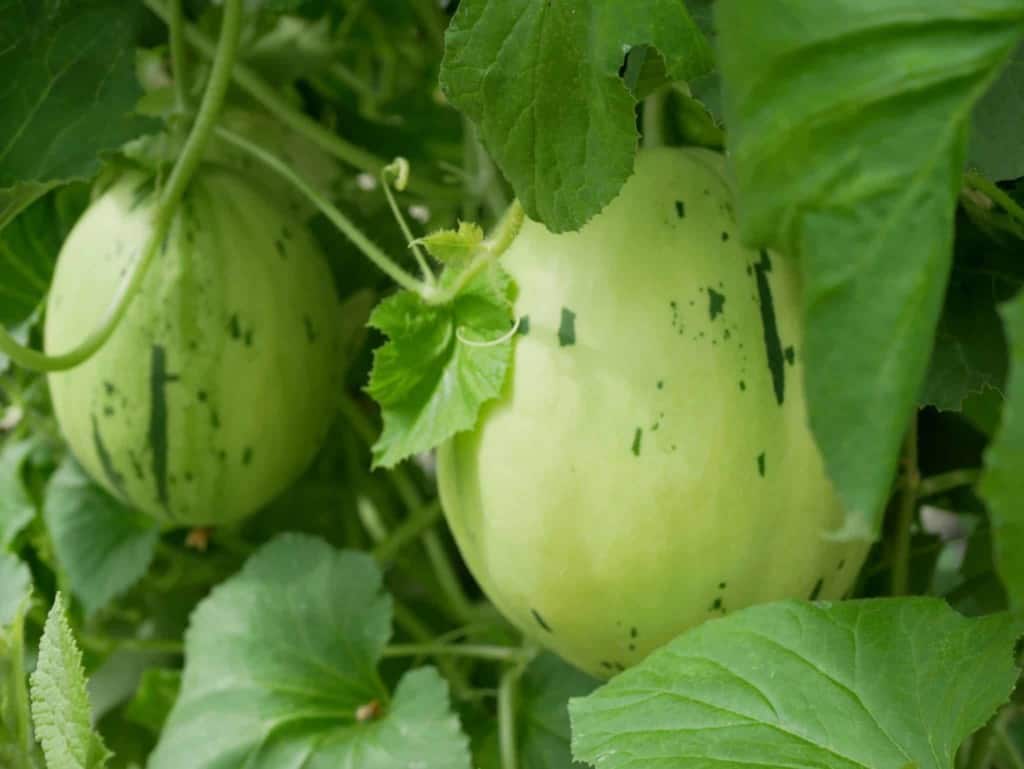 Meloen - Diana's mooie moestuin