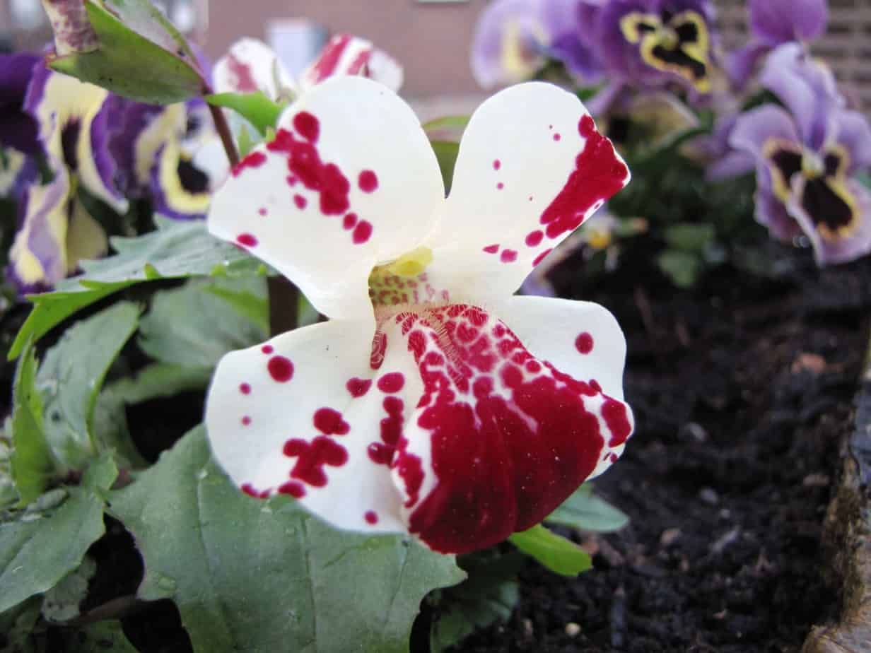 Mimulus - Diana's mooie moestuin