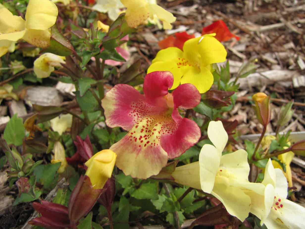 Mimulus - Diana's mooie moestuin