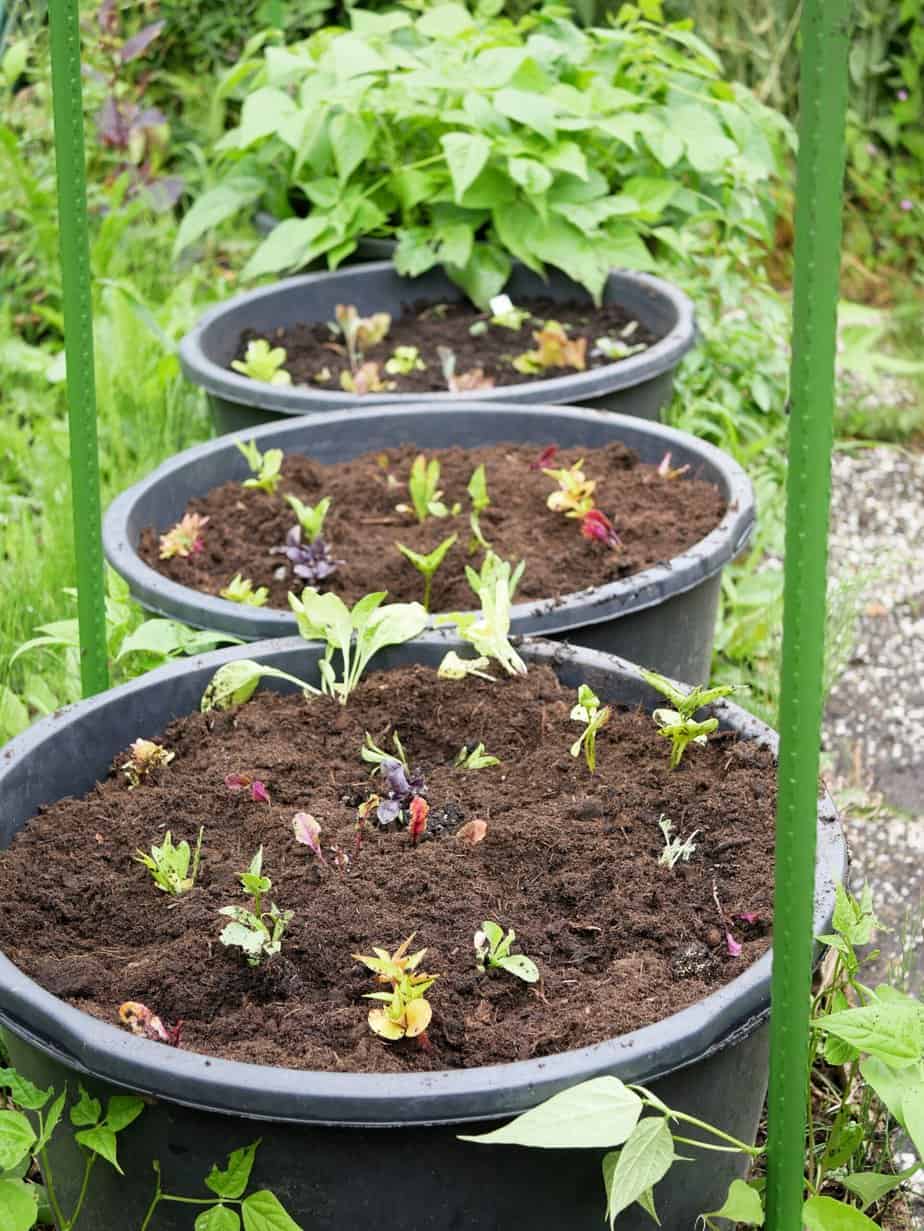 Mini-moestuin - Diana's mooie moestuin