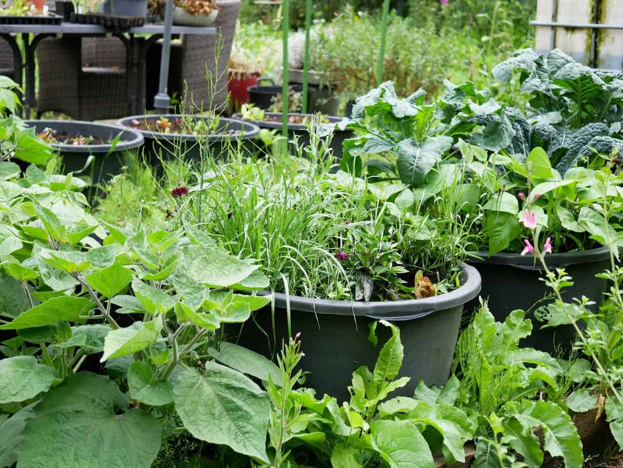 Diana's mooie moestuin