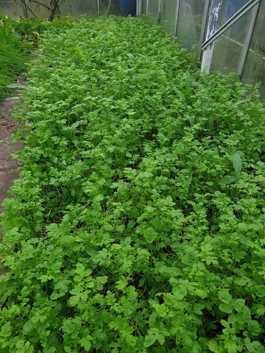 Nat - natter - natst - Diana's mooie moestuin