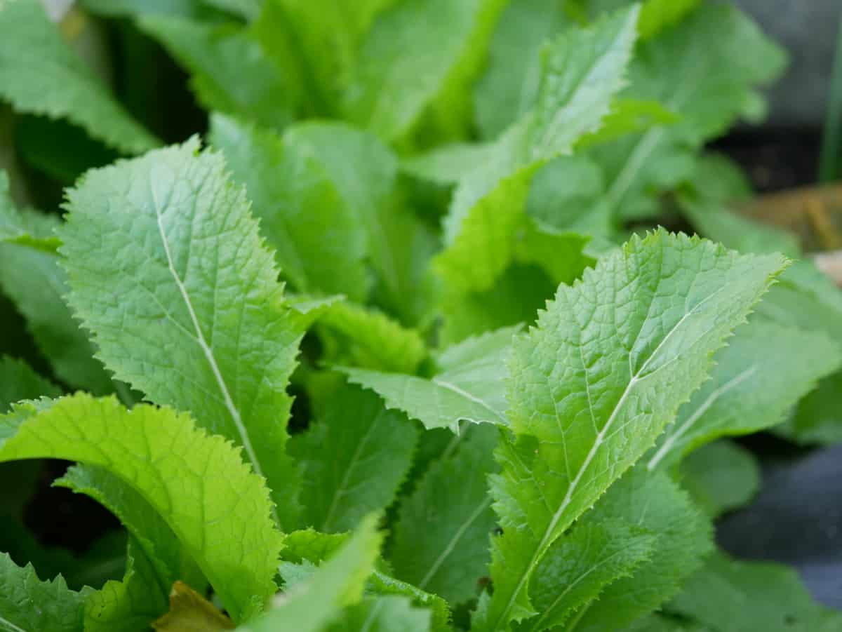 Vriezen - Diana's mooie moestuin
