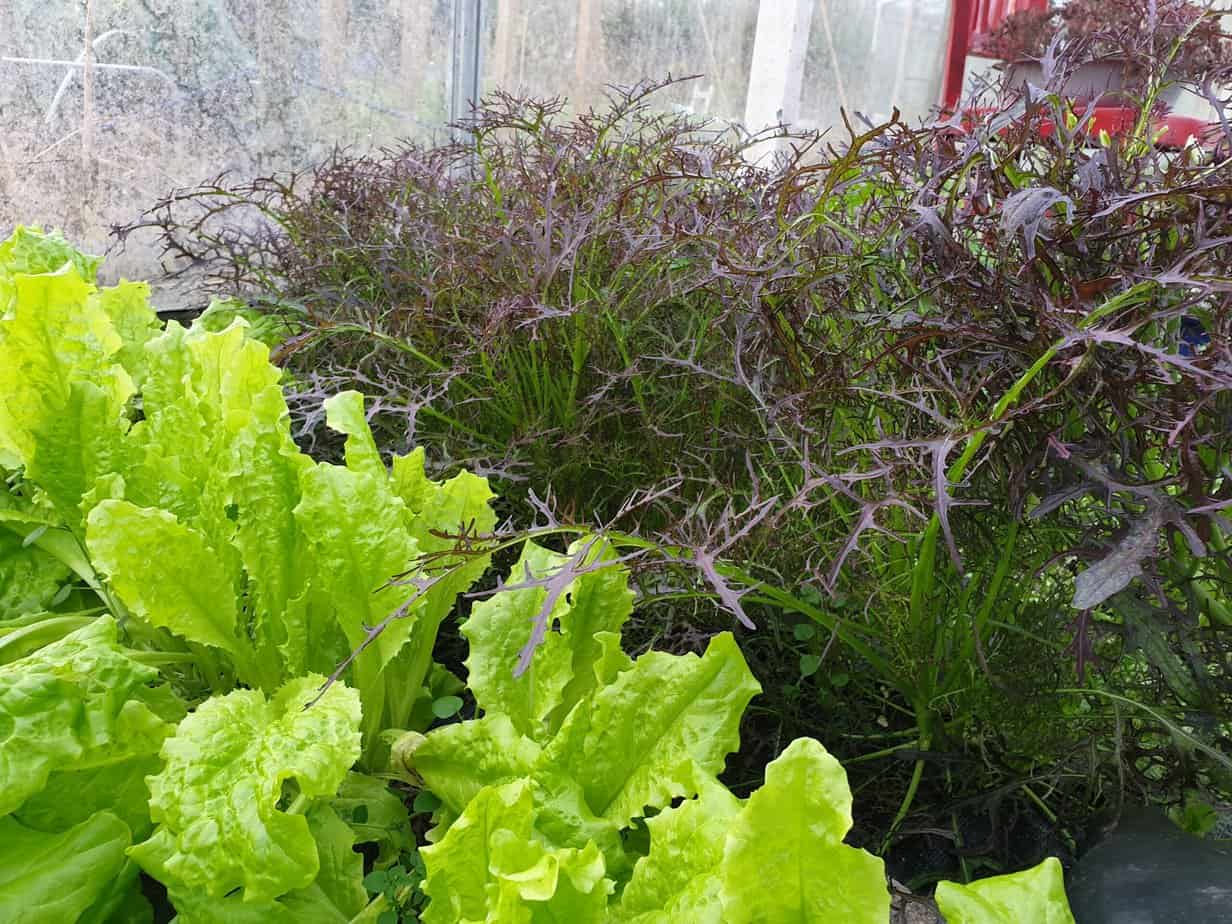 De wintertuin en winterkas in 2022 - Diana's mooie moestuin