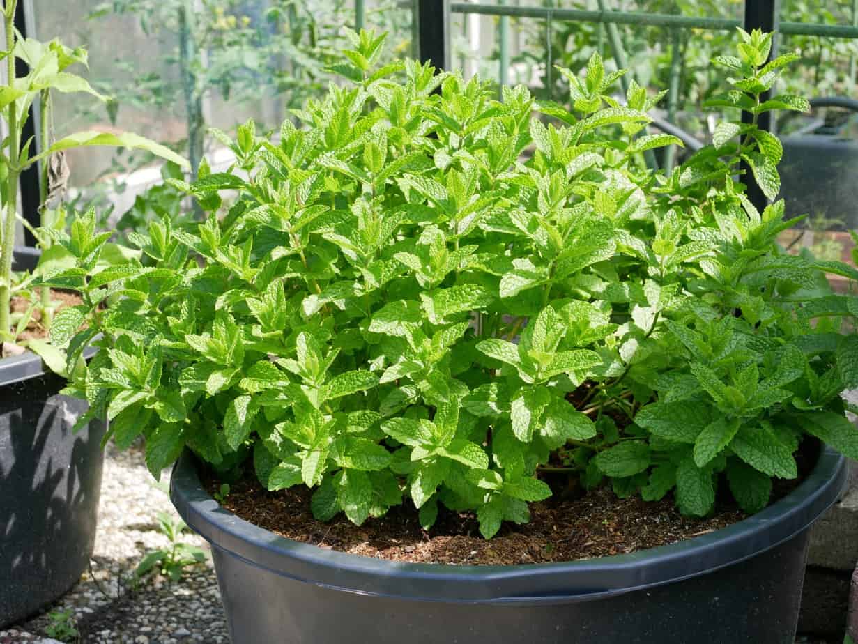 Munt - Diana's mooie moestuin