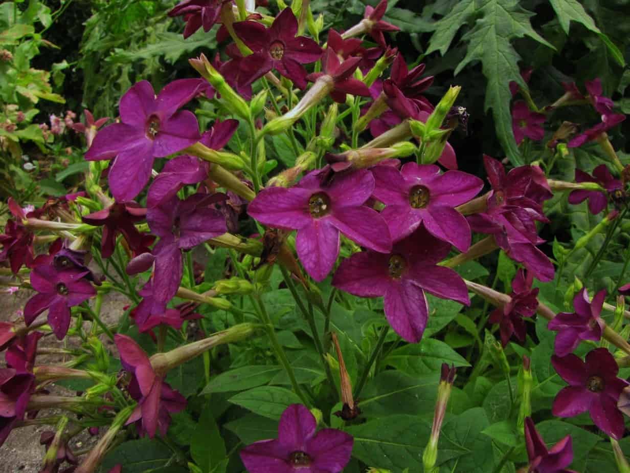 Nicotiana - Diana's mooie moestuin