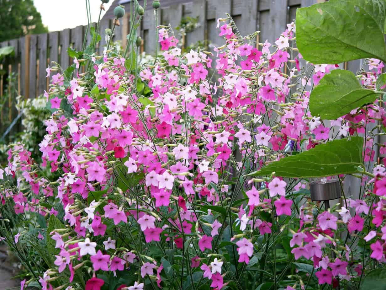 Nicotiana - Diana's mooie moestuin