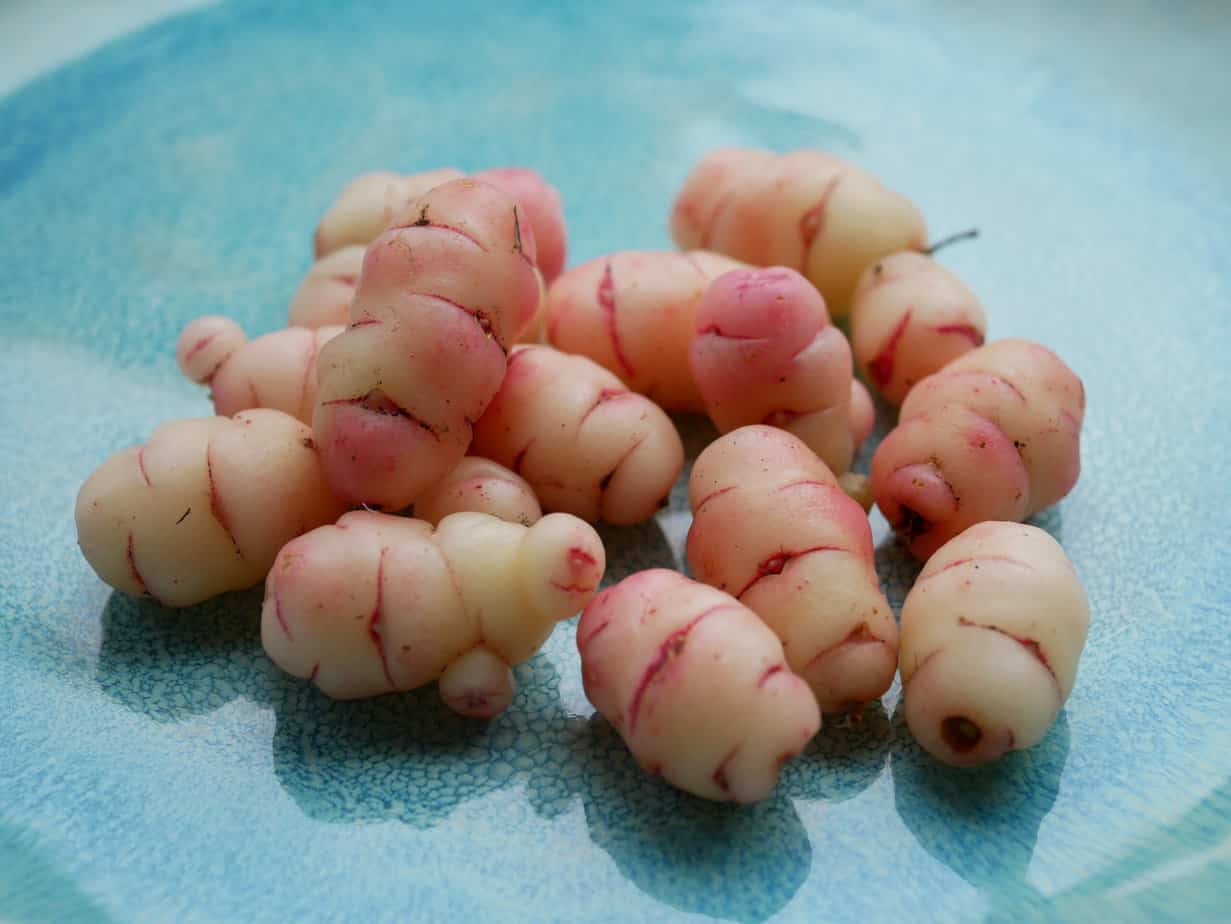 Pap - Diana's mooie moestuin