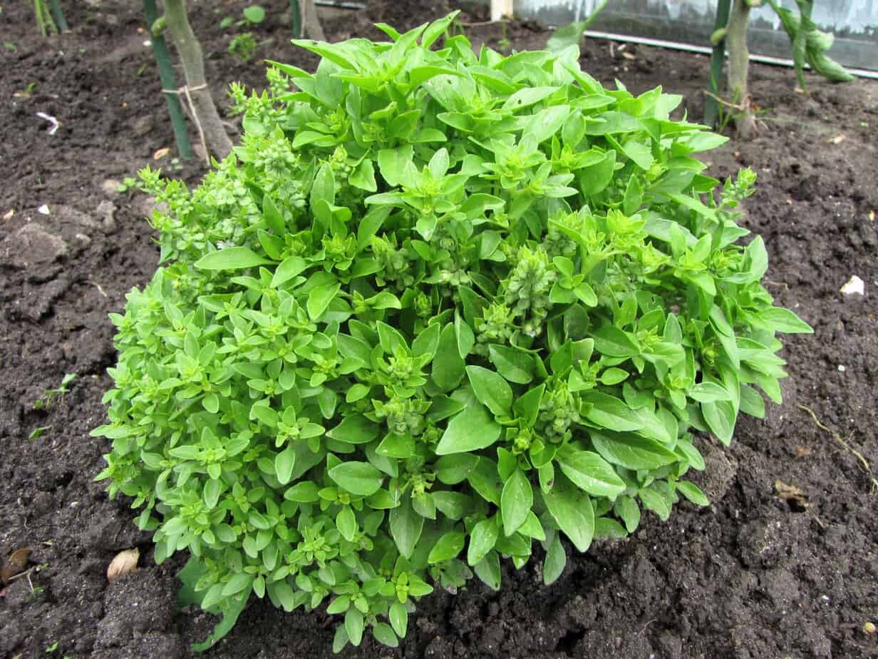 Basilicum - Diana's mooie moestuin