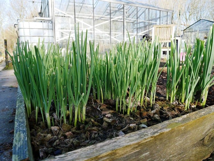 Oerprei - Diana's mooie moestuin