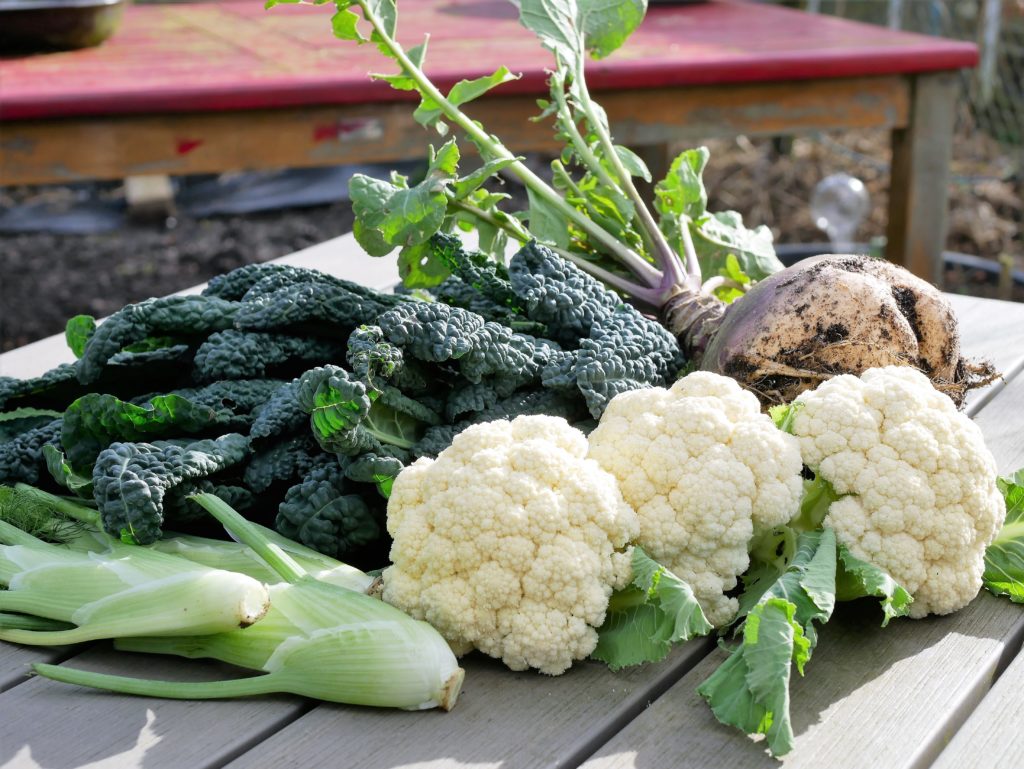 Bloemkool - Diana's mooie moestuin