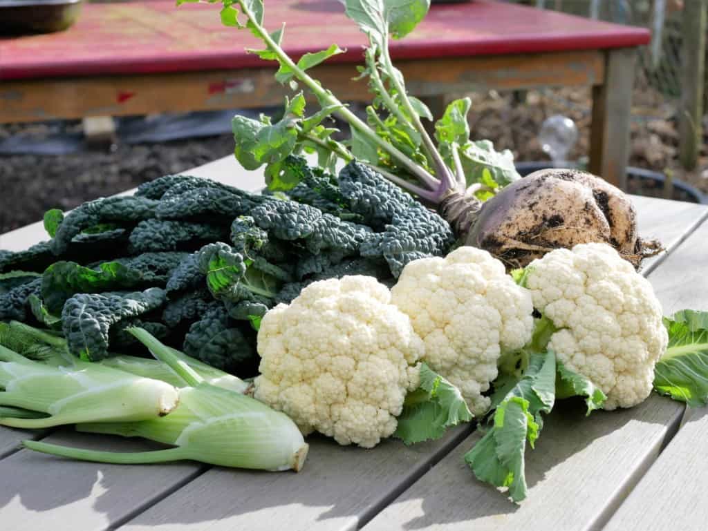 Experimenteren - Diana's mooie moestuin