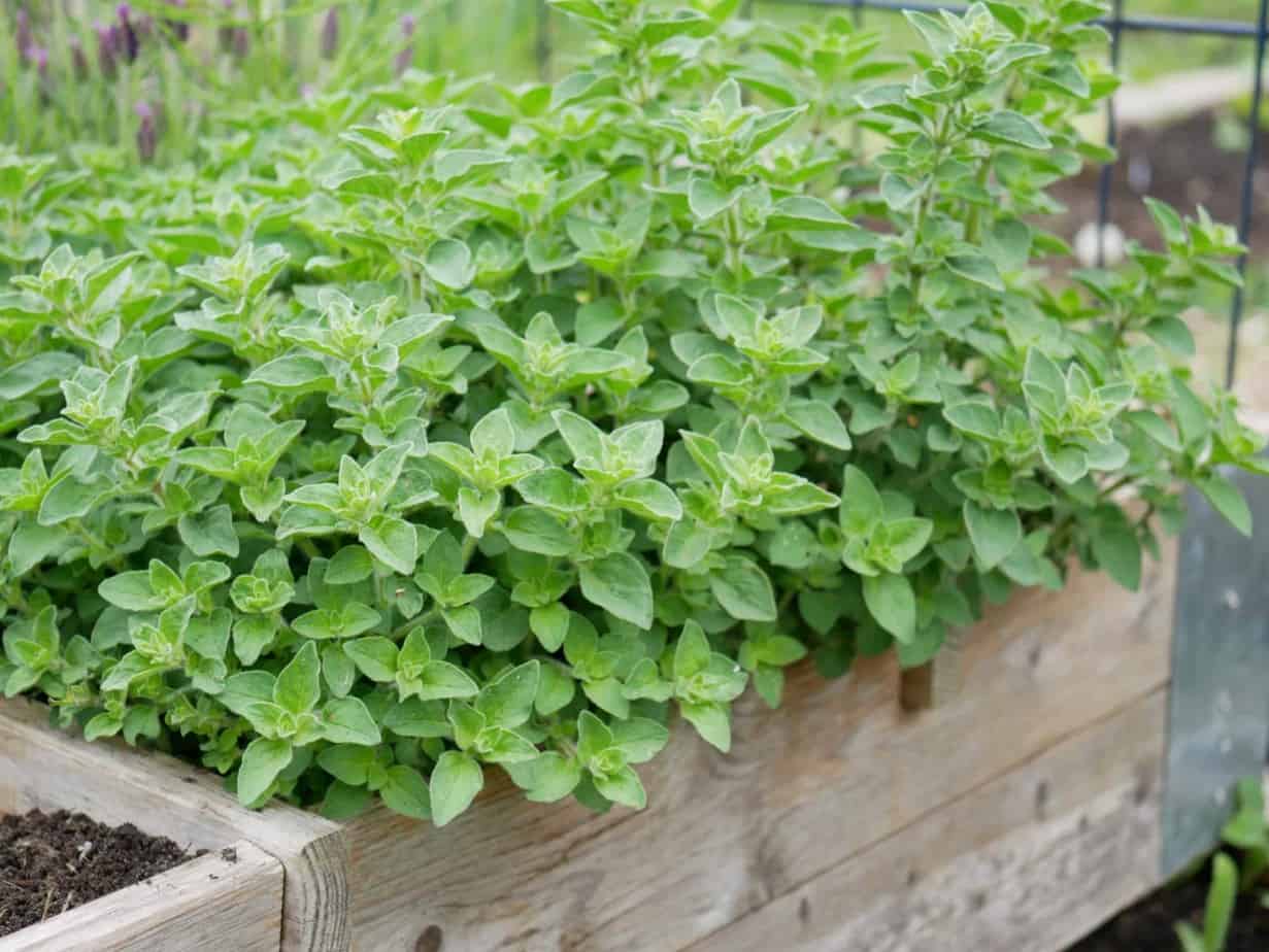 Oregano - Diana's mooie moestuin